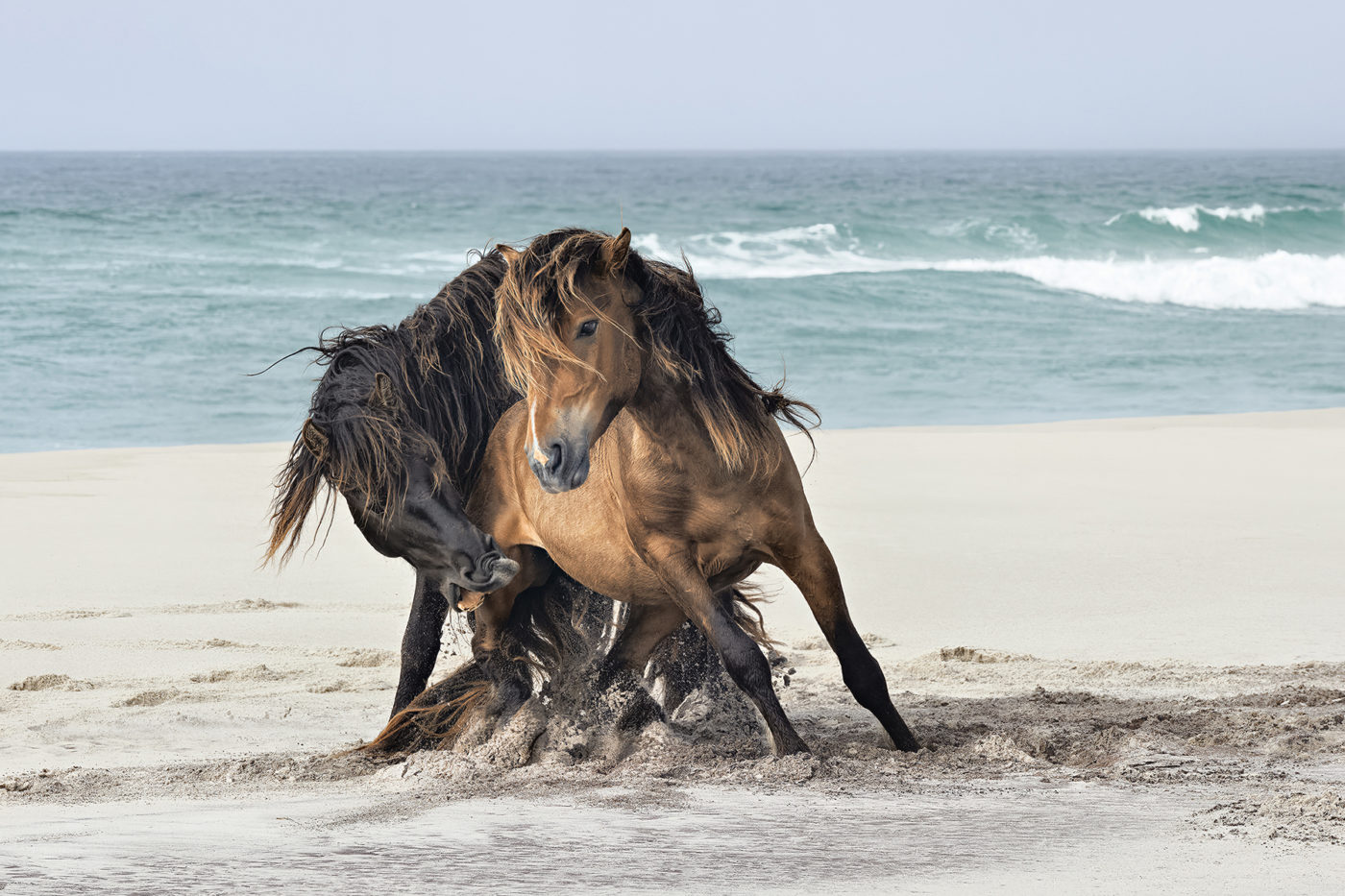 Sable Island - Debra Garside Photography & Art