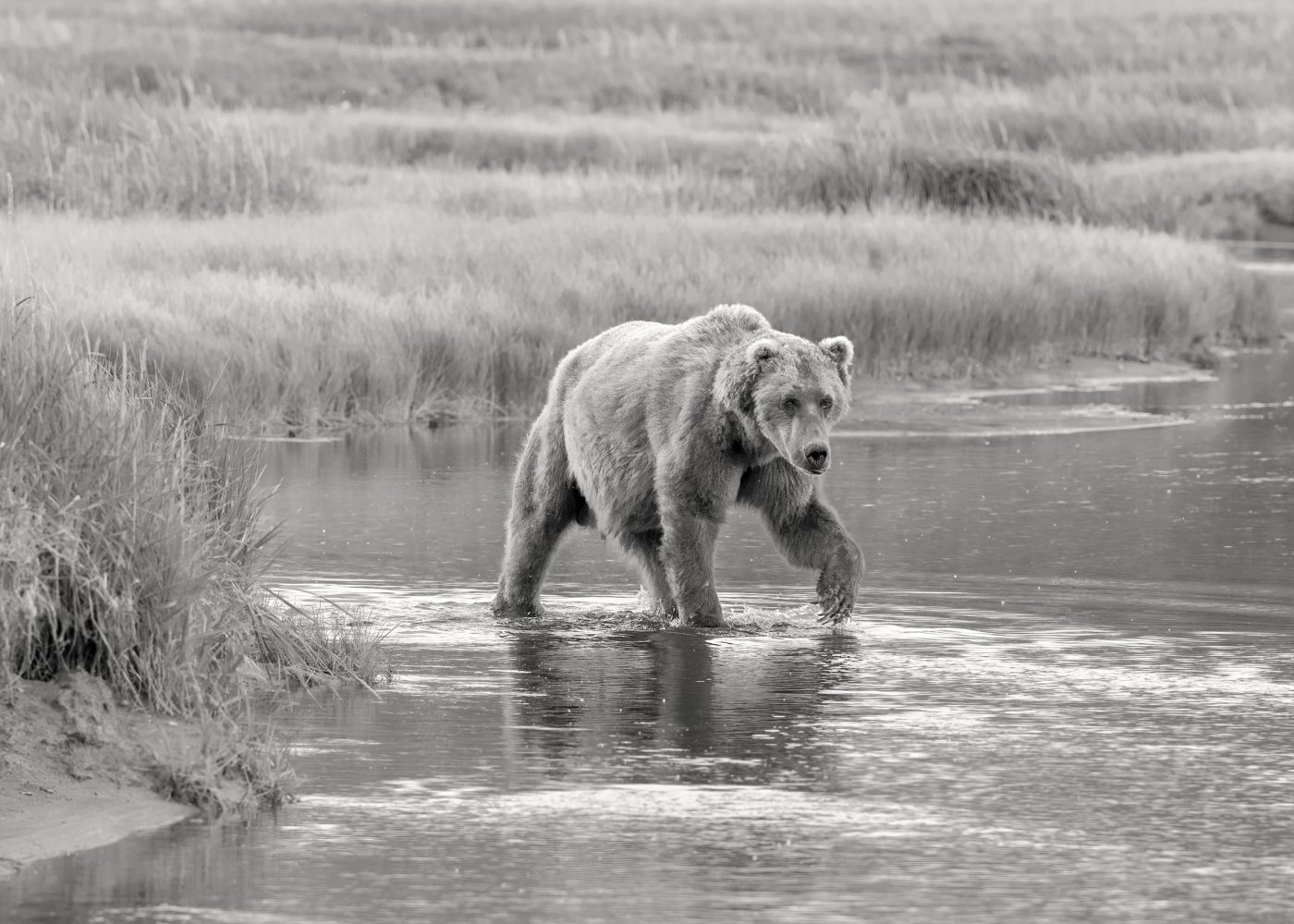 Snaggletooth - Debra Garside Photography & Art
