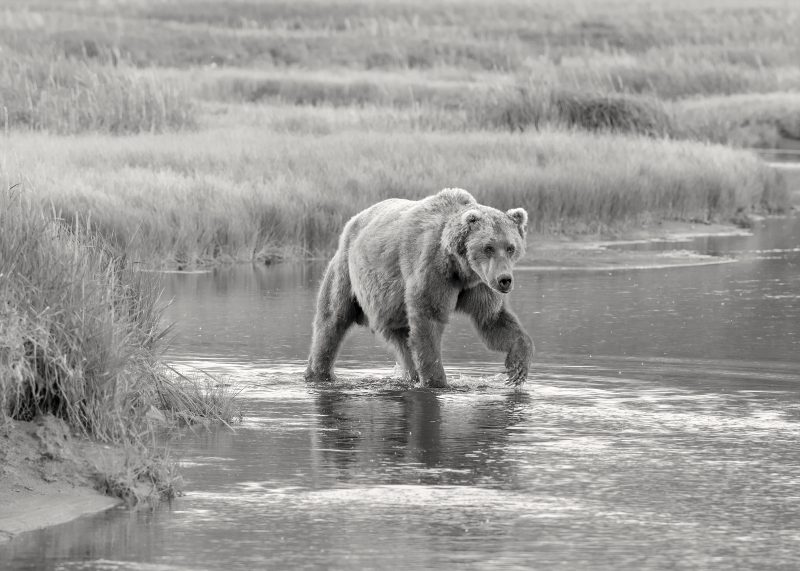 Bears - Debra Garside Photography & Art