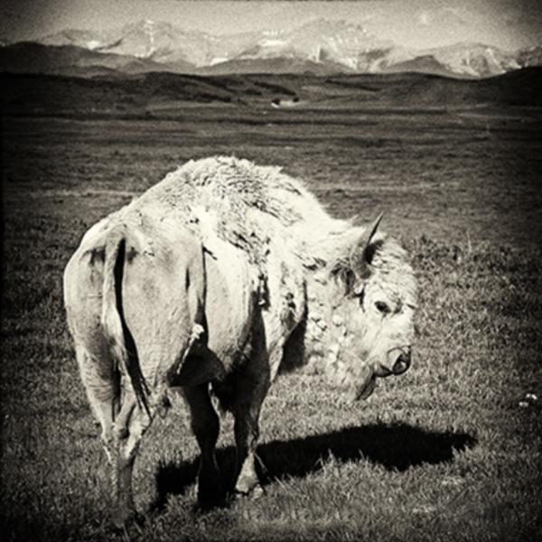 White Buffalo and Holy Cross - Debra Garside Photography & Art