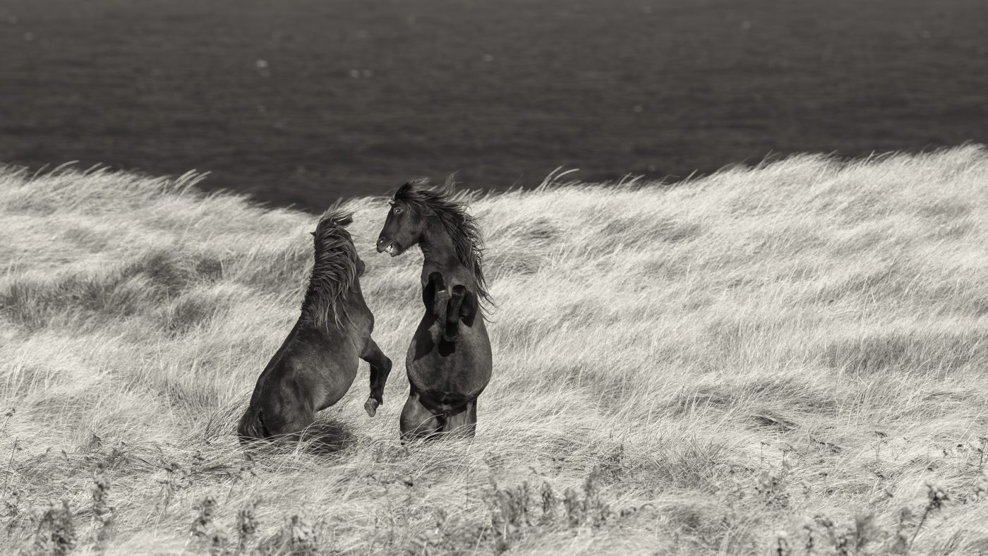 Free Reign II - Debra Garside Photography & Art