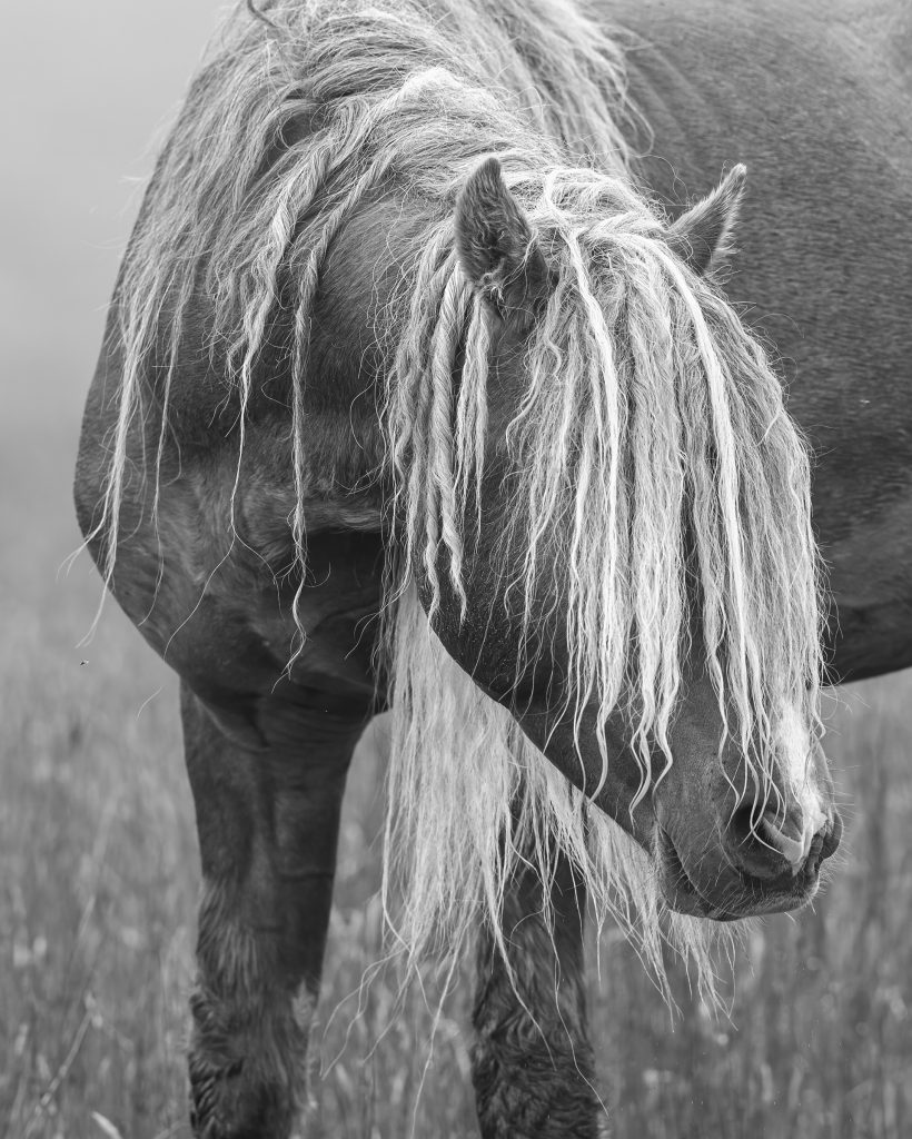 Protector of the Realm - Debra Garside Photography & Art